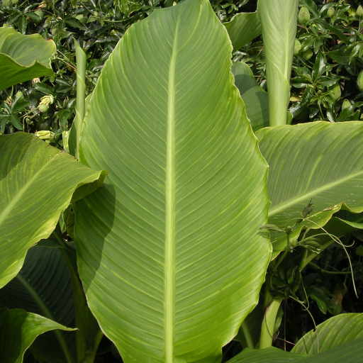 Maraca Roja (Canna Tuerckheimii) Care Guide: Water, Soil & Propagation ...
