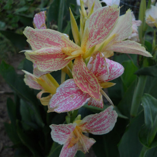 Canna Lily (Canna X Generalis) Plant Care & How to Grow, Water