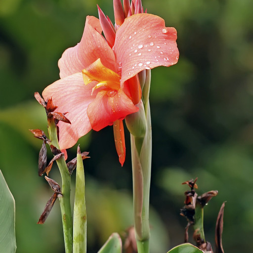 Canna Lilies (Canna) Plant Care & How to Grow, Water
