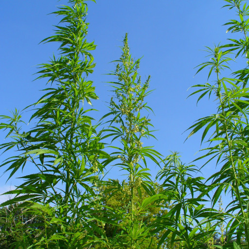 Marijuana (Cannabis Sativa) Plant Care & How to Grow, Water