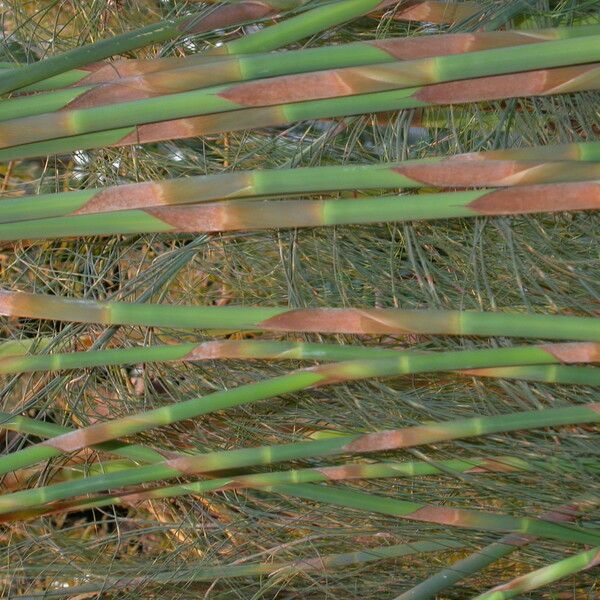 Bell Reed (Cannomois Virgata) Plant Care & How to Grow, Water