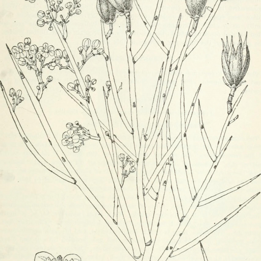 Crucifixion Thorn (Canotia Holacantha) Plant Care & How to Grow, Water