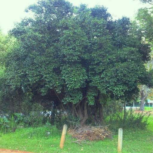 Pink Heath (Epacris Impressa) Plant Care & How to Grow, Water