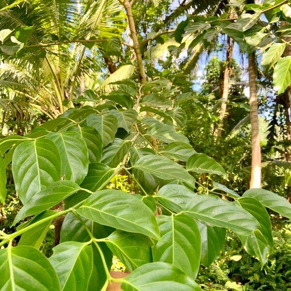 Canthium Merrillii Care Guide: Water, Soil & Propagation - Plantiary