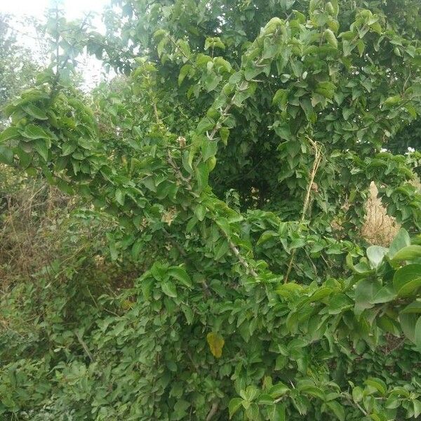 Mountain Medlar (Canthium Parvifolium) Care Guide: Water, Soil ...
