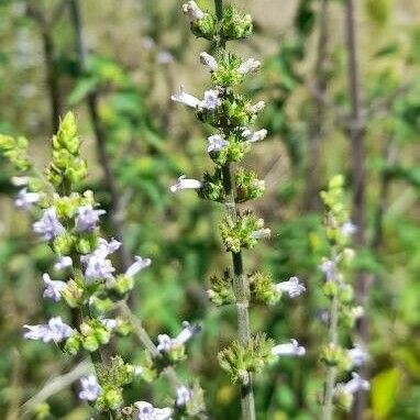 Tropical Bushmint (Cantinoa Mutabilis) Plant Care & How to Grow, Water