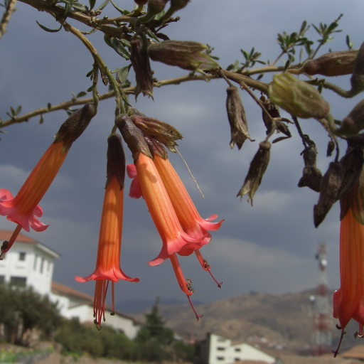 Prairie Dropseed (Sporobolus Heterolepis) Plant Care & How to Grow, Water