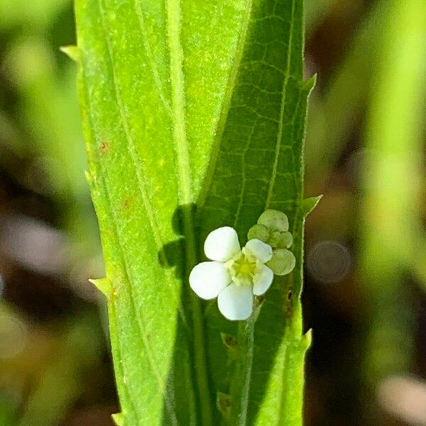Chestnutleaf False Croton (Caperonia Castaneifolia) Plant Care & How to ...