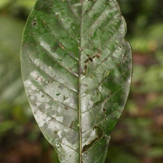 Capirona Decorticans Plant Care & How to Grow, Water