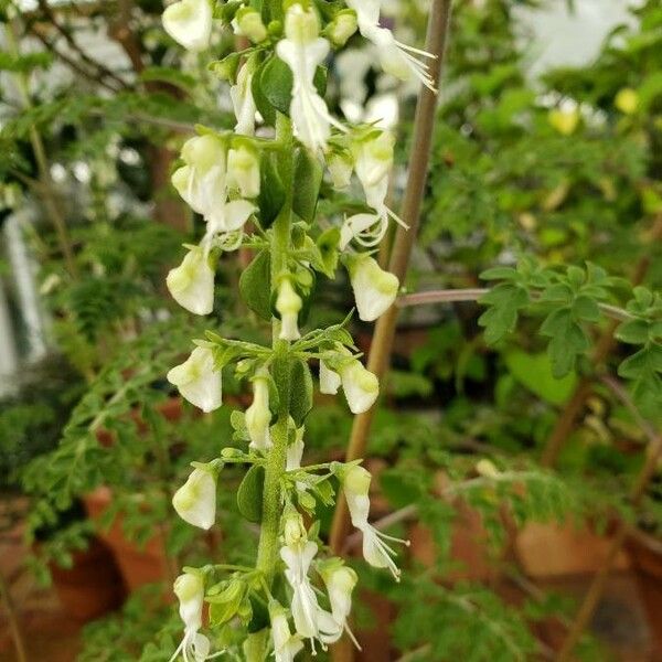 Capitanopsis Oreophila Plant Care & How to Grow, Water