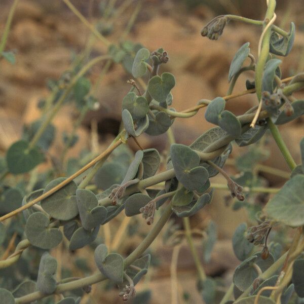 Egyptian Caper (Capparis Aegyptia) Plant Care & How to Grow, Water
