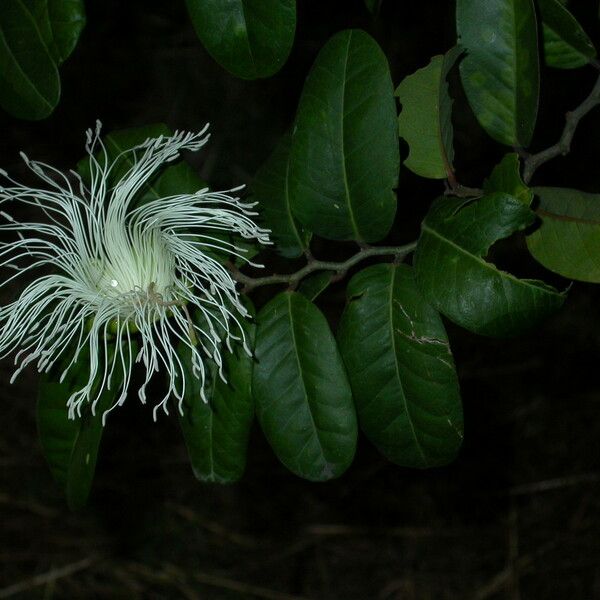 Bay-leaved Caper (Capparis Flexuosa) Plant Care & How to Grow, Water