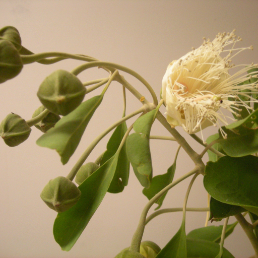 Bumble Tree (Capparis Mitchellii) Plant Care & How to Grow, Water