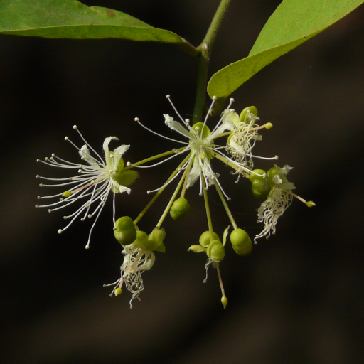 Khasi Pine (Pinus Kesiya) Plant Care & How to Grow, Water