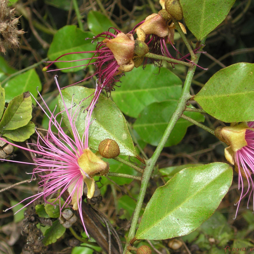 Ceylon Caper (Capparis Zeylanica) Plant Care & How to Grow, Water