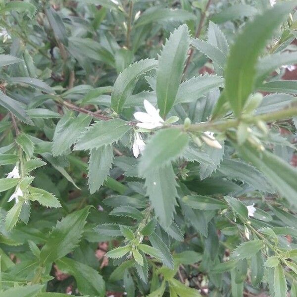 Goatweed (Capraria Biflora) Plant Care & How to Grow, Water