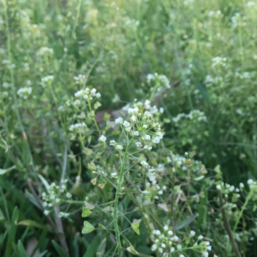 Shepherd's Purse (Capsella Bursa-pastoris) Plant Care & How to Grow, Water
