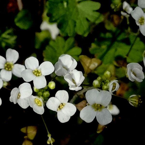 Grand Shepherd's-Purse Plant Care & How to Grow, Water