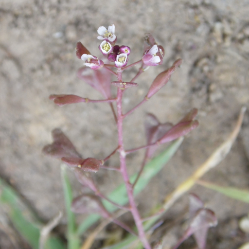 Pink Shepherd's Purse (Capsella Rubella) Plant Care & How to Grow, Water