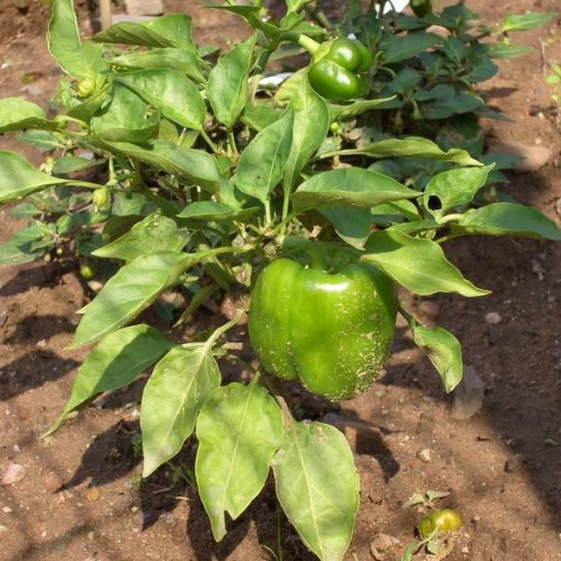Peppers (Capsicum Annuum) Plant Care & How to Grow, Water