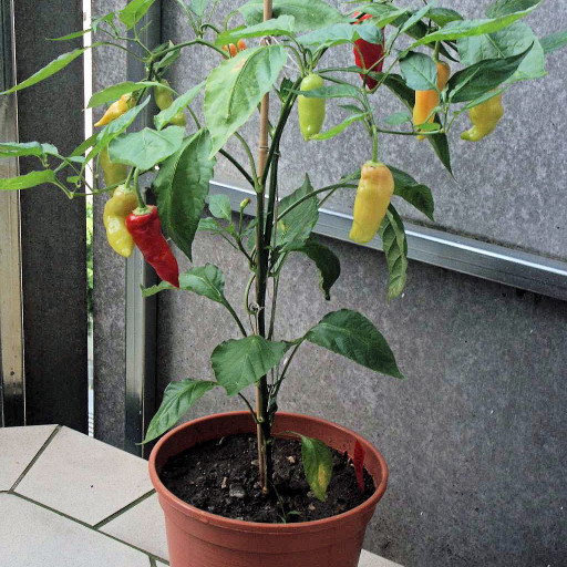 Aji Peanut Pepper (Capsicum Baccatum) Plant Care & How to Grow, Water