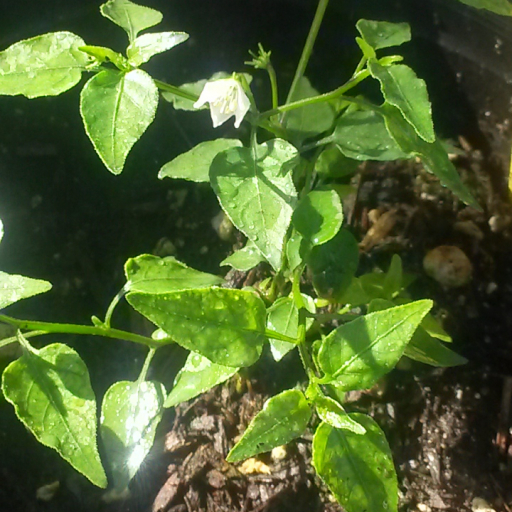 Tova Pepper (Capsicum Chacoense) Plant Care & How to Grow, Water