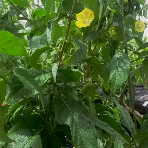 Wild Pepper (Capsicum Rhomboideum) Plant Care & How to Grow, Water