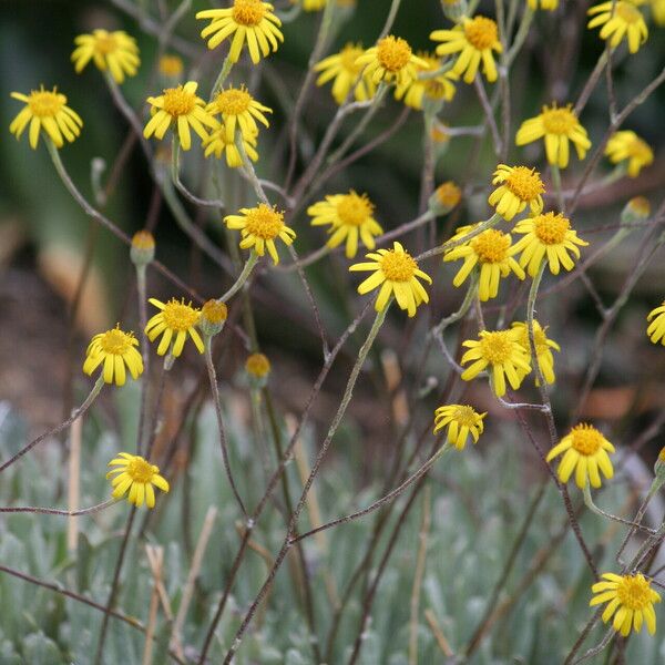 Silver Coral (Caputia Scaposa) Plant Care & How to Grow, Water