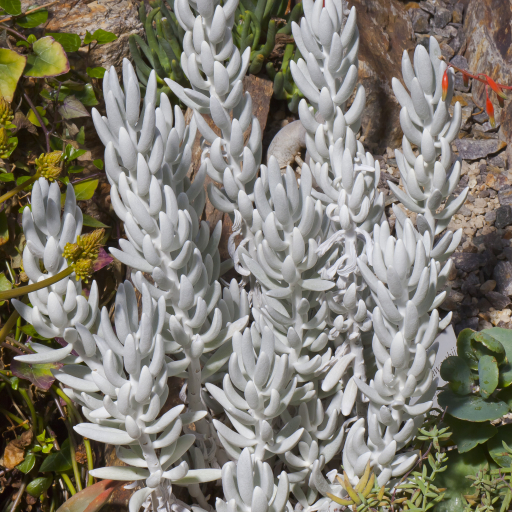 Woolly Senecio (Caputia Tomentosa) Plant Care & How to Grow, Water