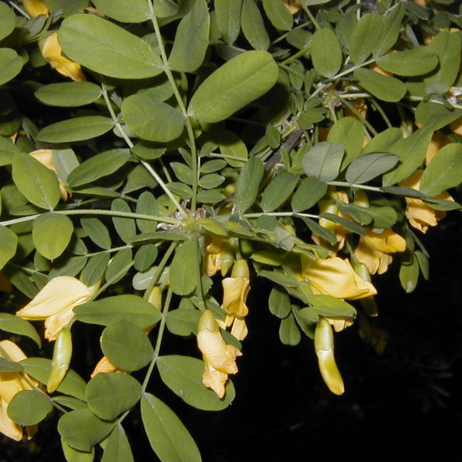 Siberian Peashrub (Caragana Arborescens) Plant Care & How to Grow, Water