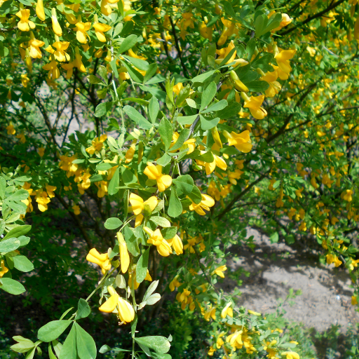Russian Peashrub (Caragana Frutex) Plant Care & How to Grow, Water