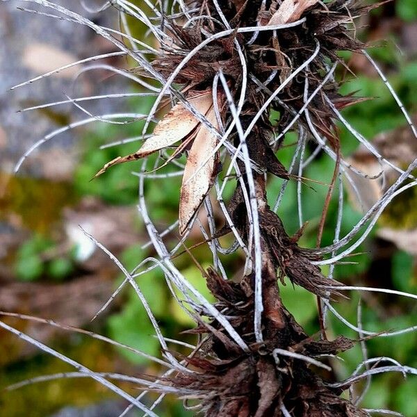 Pea Shrub (Caragana Jubata) Plant Care & How to Grow, Water