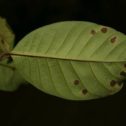 Caraipa Punctulata Plant Care & How to Grow, Water