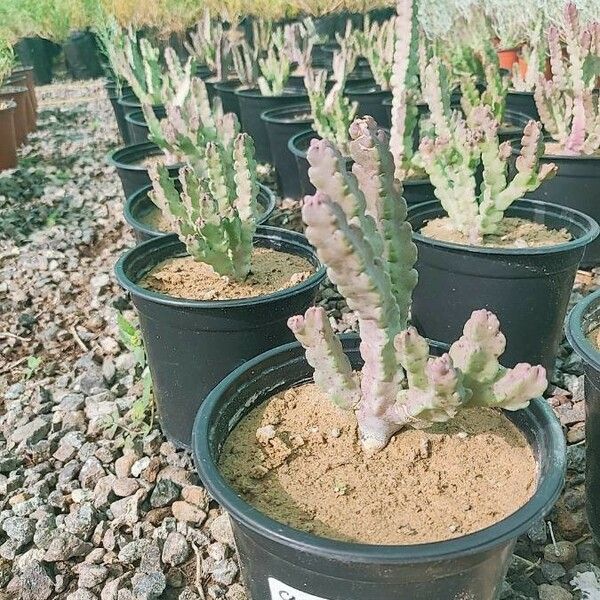 Caralluma Arabica Plant Care & How to Grow, Water