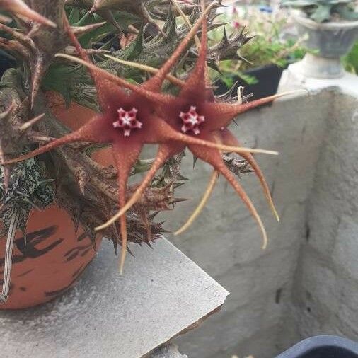 Caralluma Caudata Plant Care & How to Grow, Water