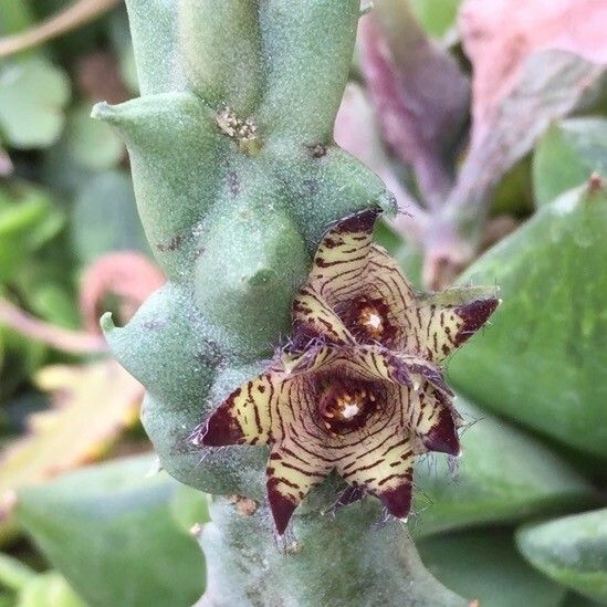 Caralluma Europaea Plant Care & How to Grow, Water