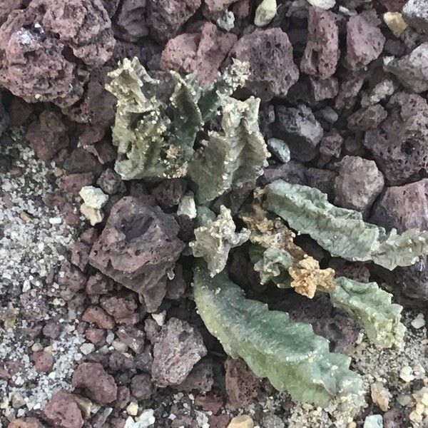 Caralluma Munbyana Care Guide: Water, Soil & Propagation - Plantiary