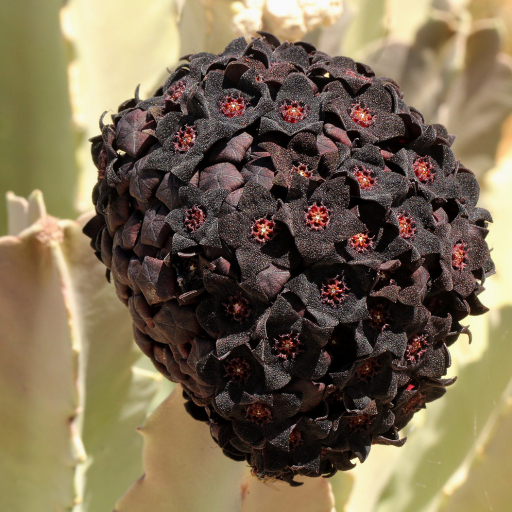 Caralluma Retrospiciens Plant Care & How to Grow, Water