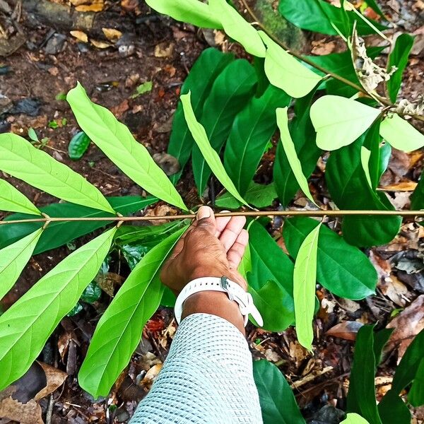 Carapa Angustifolia Care Guide: Water, Soil & Propagation - Plantiary