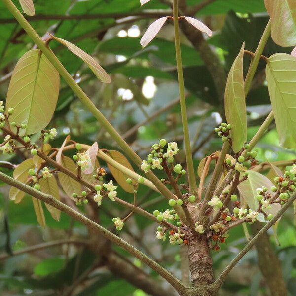 Carapa Nicaraguensis Care Guide: Water, Soil & Propagation - Plantiary