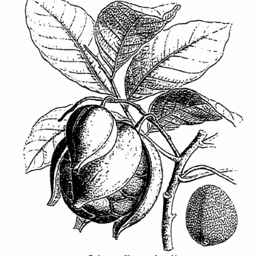 African Crabwood (Carapa Procera) Plant Care & How to Grow, Water