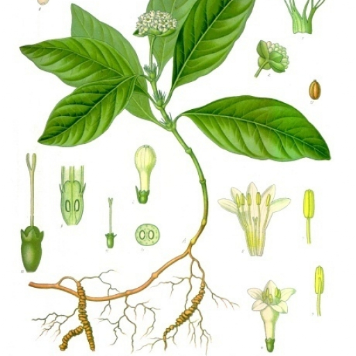 Ipecac (Carapichea Ipecacuanha) Plant Care & How to Grow, Water