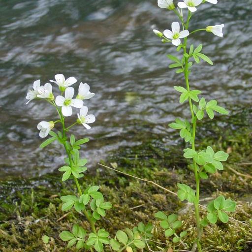 Large Bitter-cress (Cardamine Amara) Plant Care & How to Grow, Water