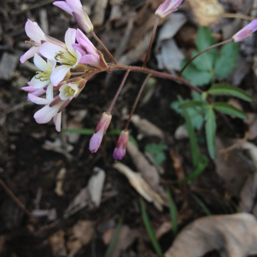 Slender Toothwort (Cardamine Angustata) Plant Care & How to Grow, Water
