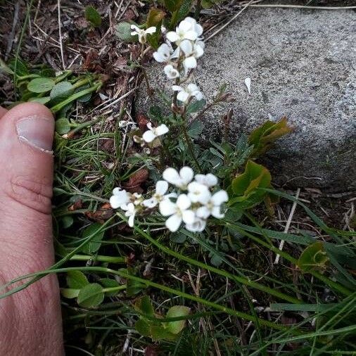 Alpine Bittercress (Cardamine Bellidifolia) Plant Care & How to Grow, Water