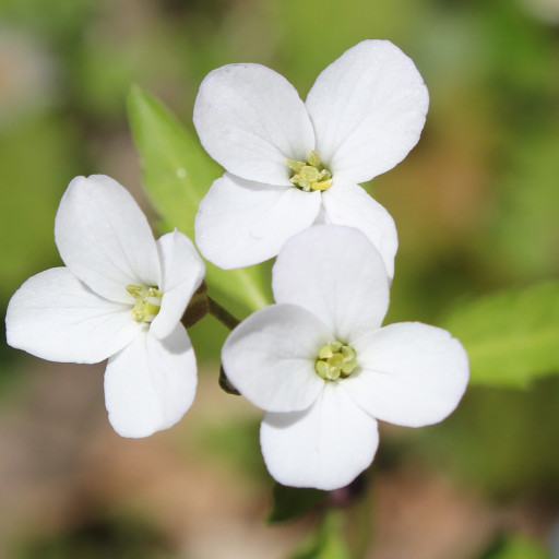 Coralroot Bittercress (Cardamine Bulbifera) Plant Care & How to Grow, Water