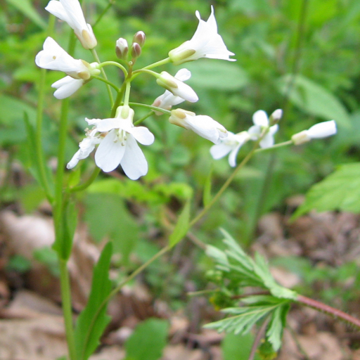 Bulbous Bittercress (Cardamine Bulbosa) Plant Care & How to Grow, Water