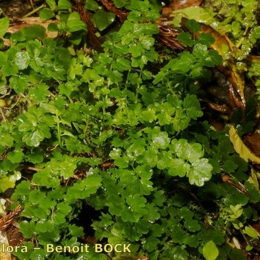 Azorean Bittercress (Cardamine Caldeirarum) Plant Care & How to Grow, Water