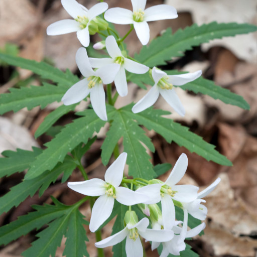 Cut-Leaf Toothcup (Cardamine Concatenata) Plant Care & How to Grow, Water