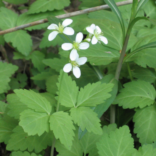 Crinkleroot (Cardamine Diphylla) Plant Care & How to Grow, Water